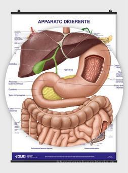 Poster apparato digerente - Manzoli Lucia, Ratti Stefano, Piccin ...